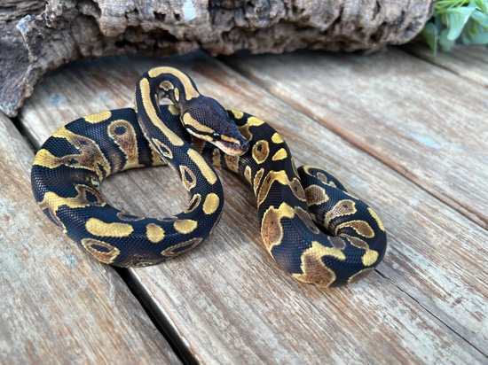 Wookie Yellowbelly Ball Python by Full Throttle Reptiles