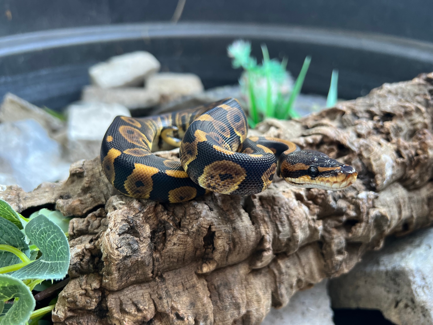 Wookie Leopard Redstripe Het Monarch Ball Python by Full Throttle ...