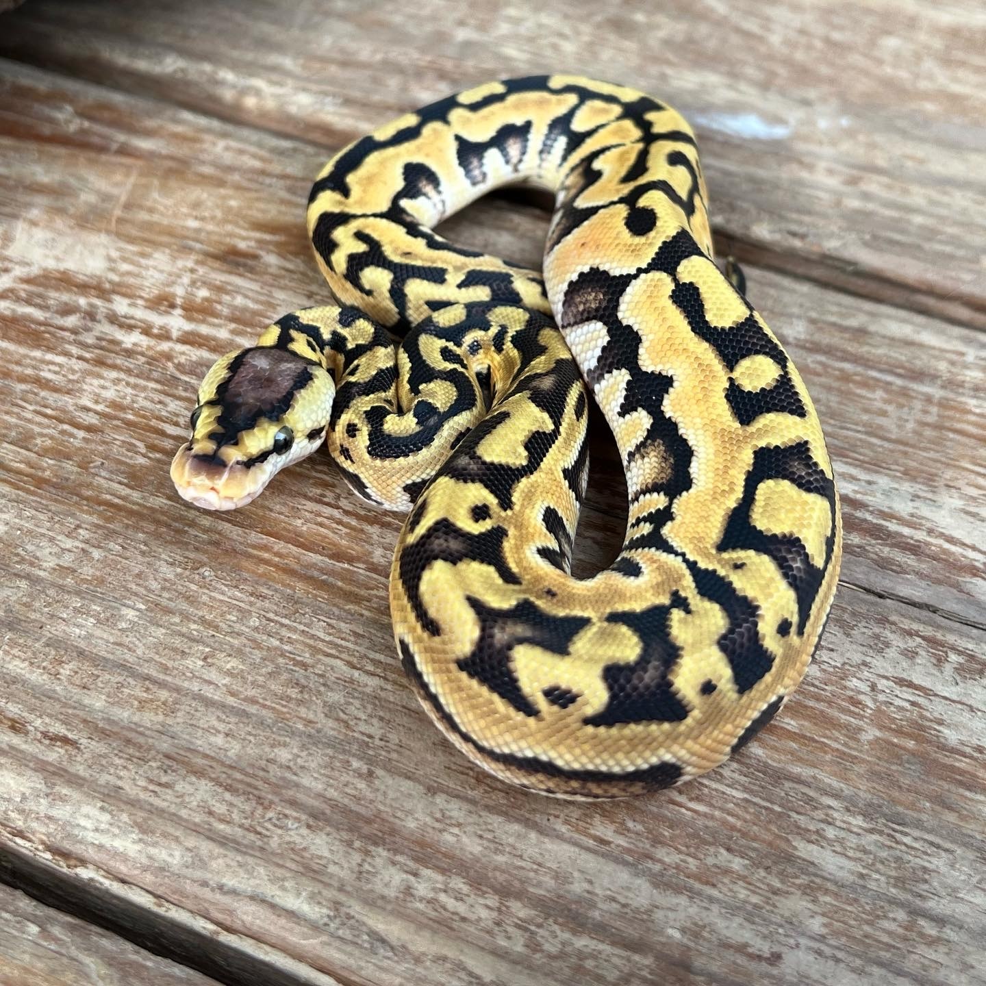 Pastel Puzzle Ball Python by Full Throttle Reptiles - MorphMarket