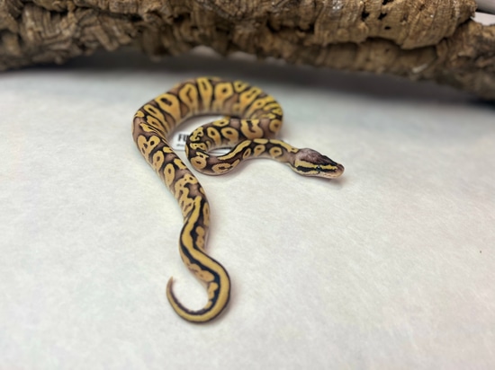 Super Pastel Ball Python by Full Throttle Reptiles