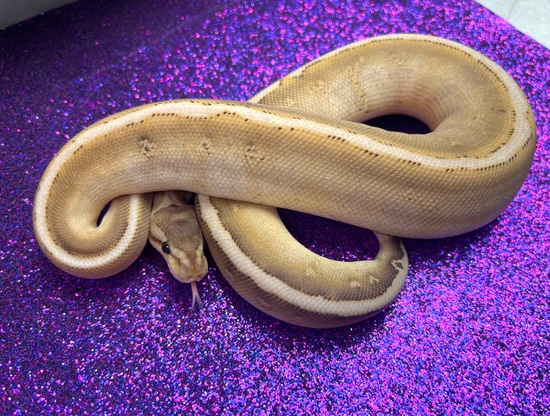 Wookie Woma Lesser Leopard Redstripe Ball Python by Full Throttle Reptiles