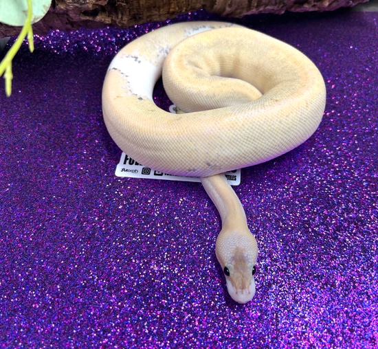 Super Pastel Champagne Cinnamon Ball Python by Full Throttle Reptiles