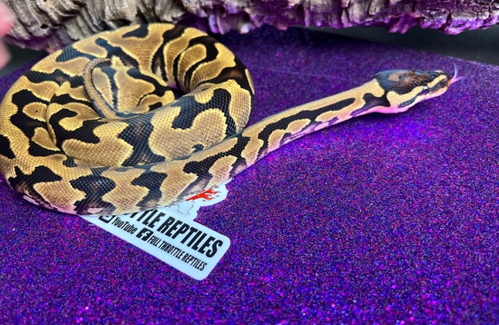 Yellowbelly Blade Het Clown Ball Python by Full Throttle Reptiles