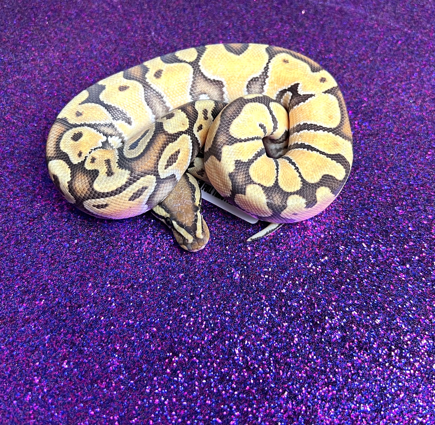 Orange Dream Enchi Hypo Ball Python by Full Throttle Reptiles - MorphMarket