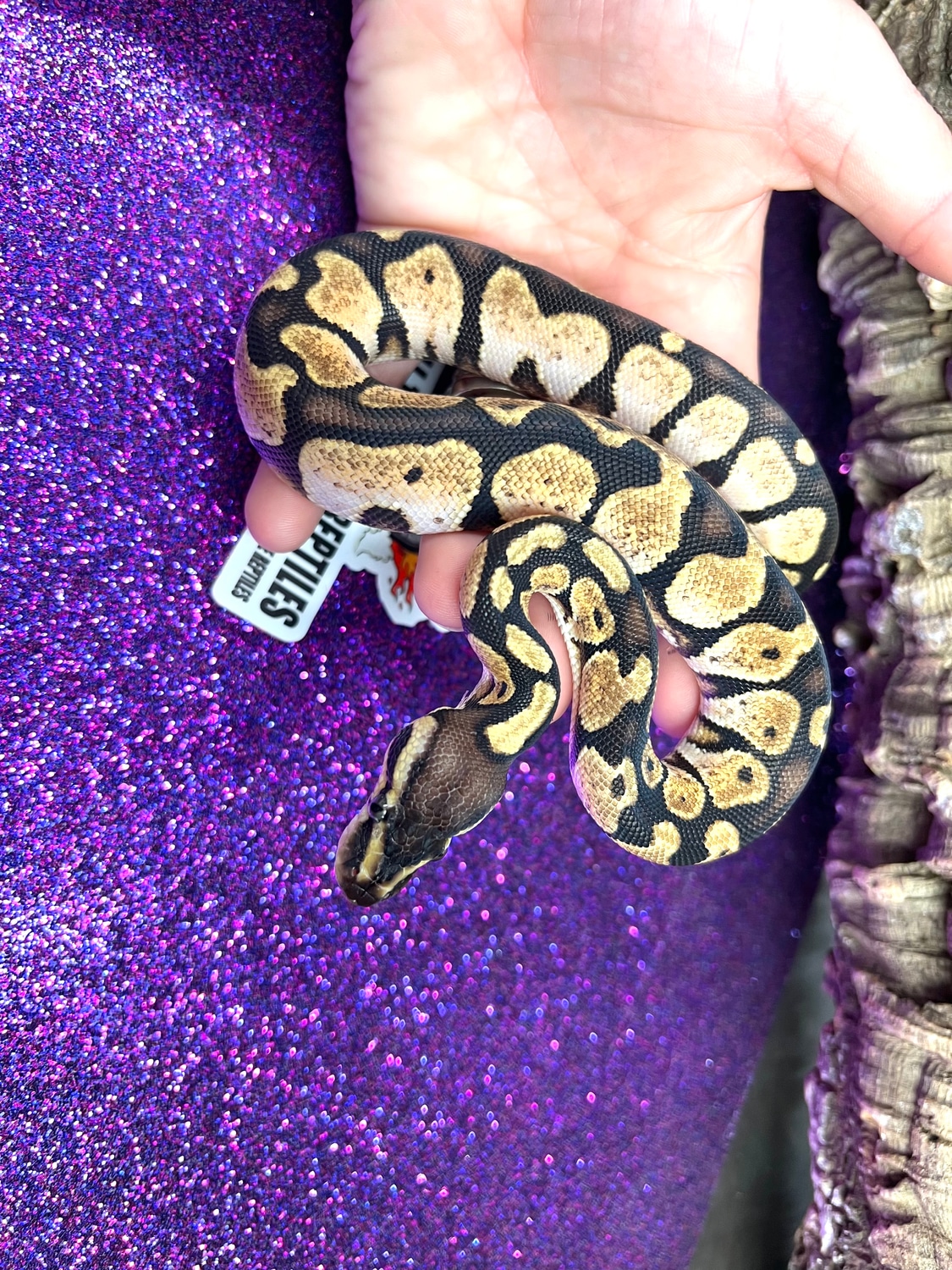 Pastel Calico Ball Python by Full Throttle Reptiles - MorphMarket