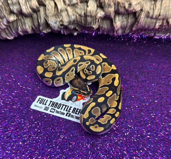66% DH Tristripe Pied Ball Python by Full Throttle Reptiles