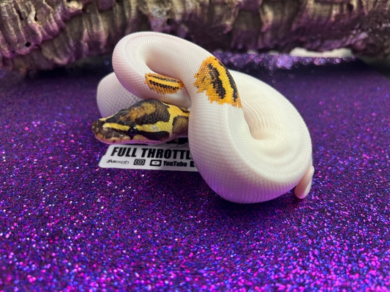 Fire Gene X Pied Ball Python by Full Throttle Reptiles