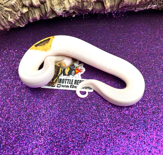 Fire Pied Ball Python by Full Throttle Reptiles