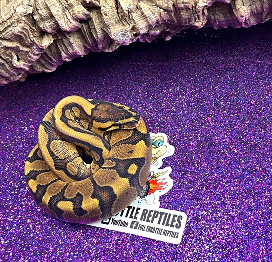 Redstripe Ball Python by Full Throttle Reptiles