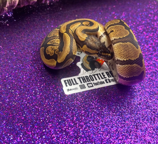 Redstripe Ball Python by Full Throttle Reptiles