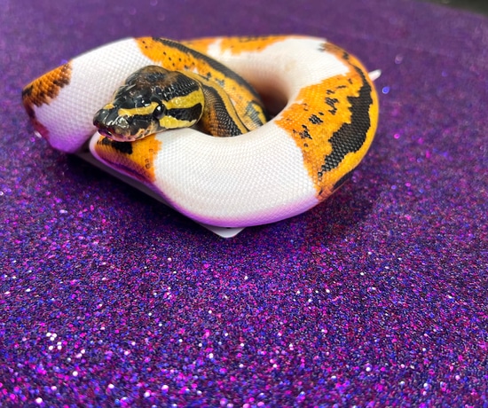 Yellowbelly Genex Pied Ball Python by Full Throttle Reptiles