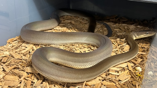 Olive Python Pos Het Albino by Full Throttle Reptiles