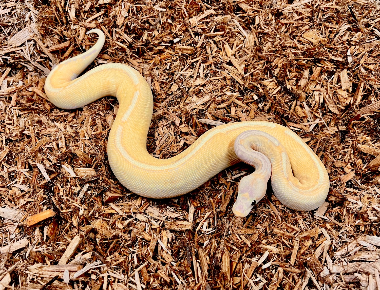 Orange Dream Banana Yellowbelly Champagne Ball Python by Full Throttle ...