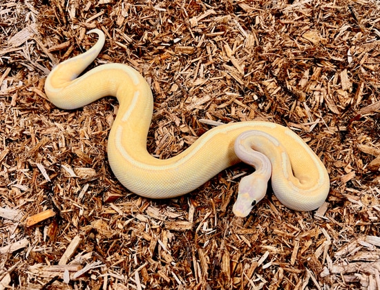 Orange Dream Banana Yellowbelly Champagne Ball Python by Full Throttle Reptiles