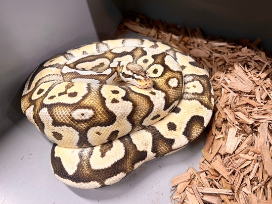 FireFly Het Clown Free Shipping !! Ball Python by Full Throttle Reptiles