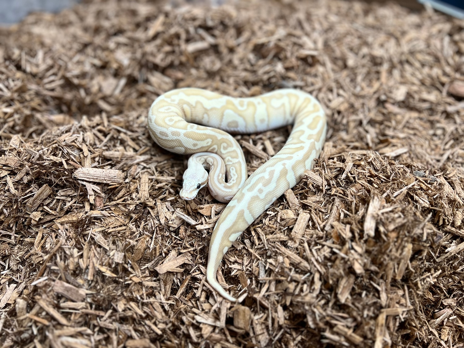 Banana Leopard Lesser Pastel Het Clown FREE SHIPPING Ball Python by ...
