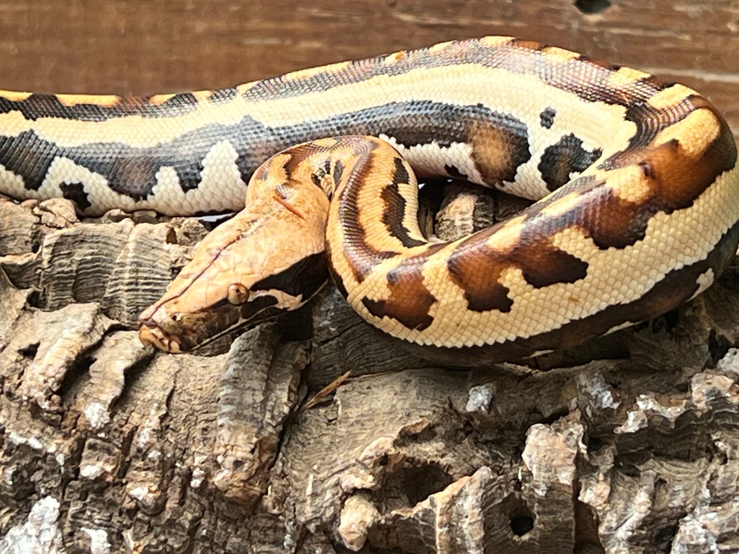 VPI Goldeneye Ph T + Blood Python by Full Throttle Reptiles - MorphMarket