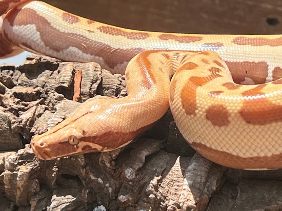 Vpi Goldeneye T+ Blood Python by Full Throttle Reptiles