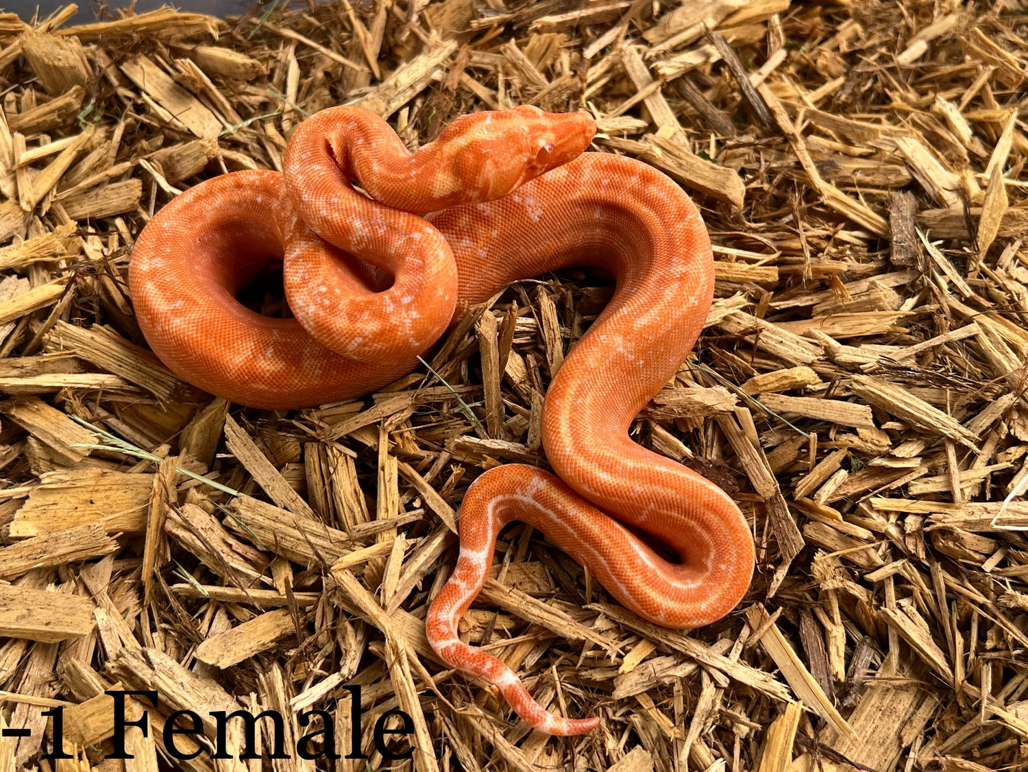 Sunglow Leopard Pos Super Hypo Boa Constrictor by Full Throttle ...