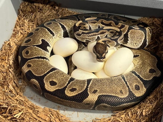 Jungle Woma Ball Python by Full Throttle Reptiles