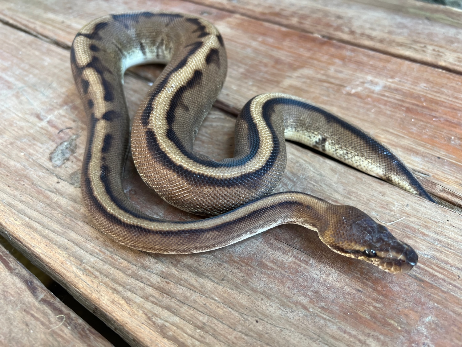 G Stripe Het Monarch Ball Python by Full Throttle Reptiles - MorphMarket