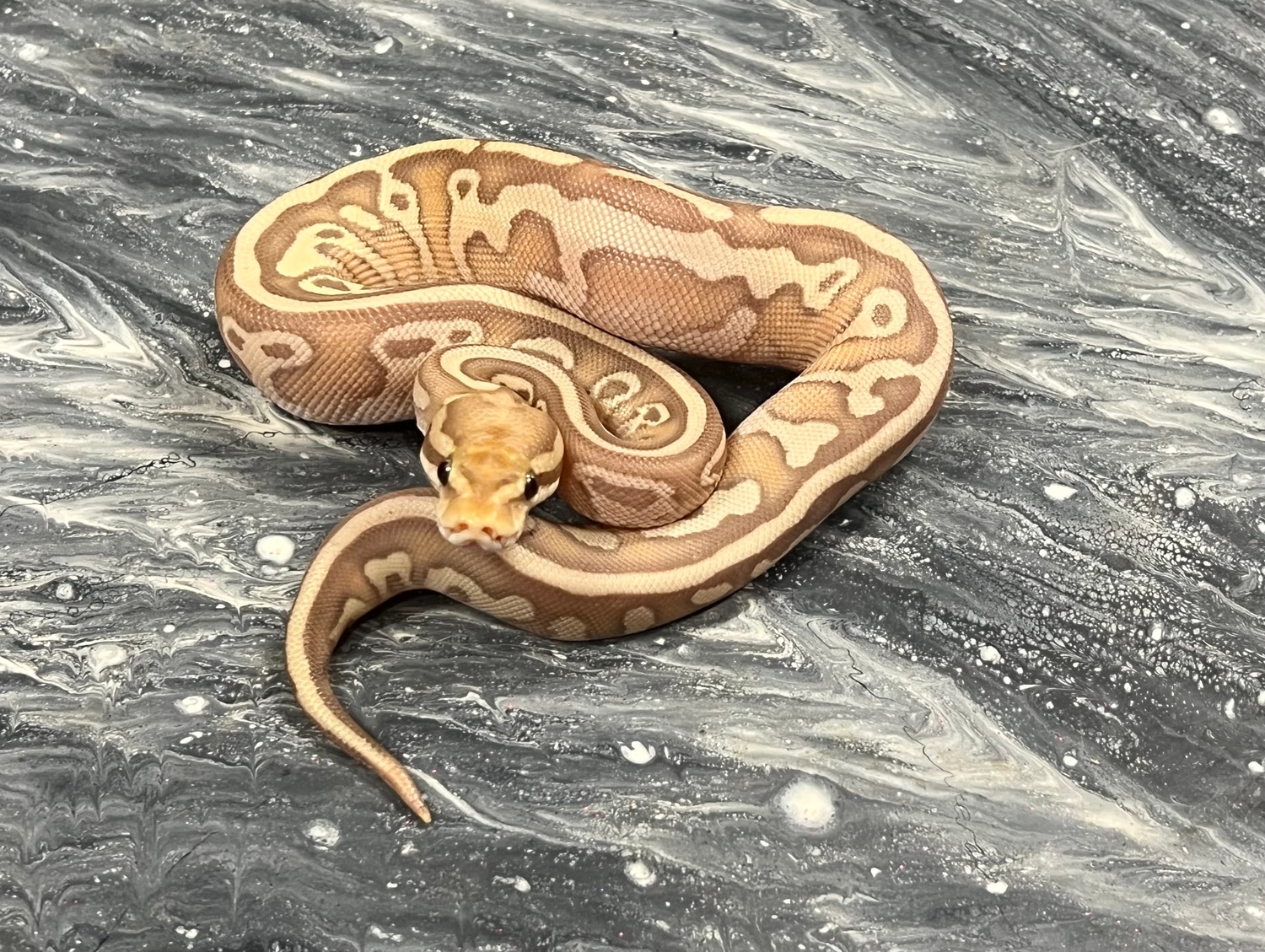 Banana Lesser Fire Het Clown Ball Python by Full Throttle Reptiles ...