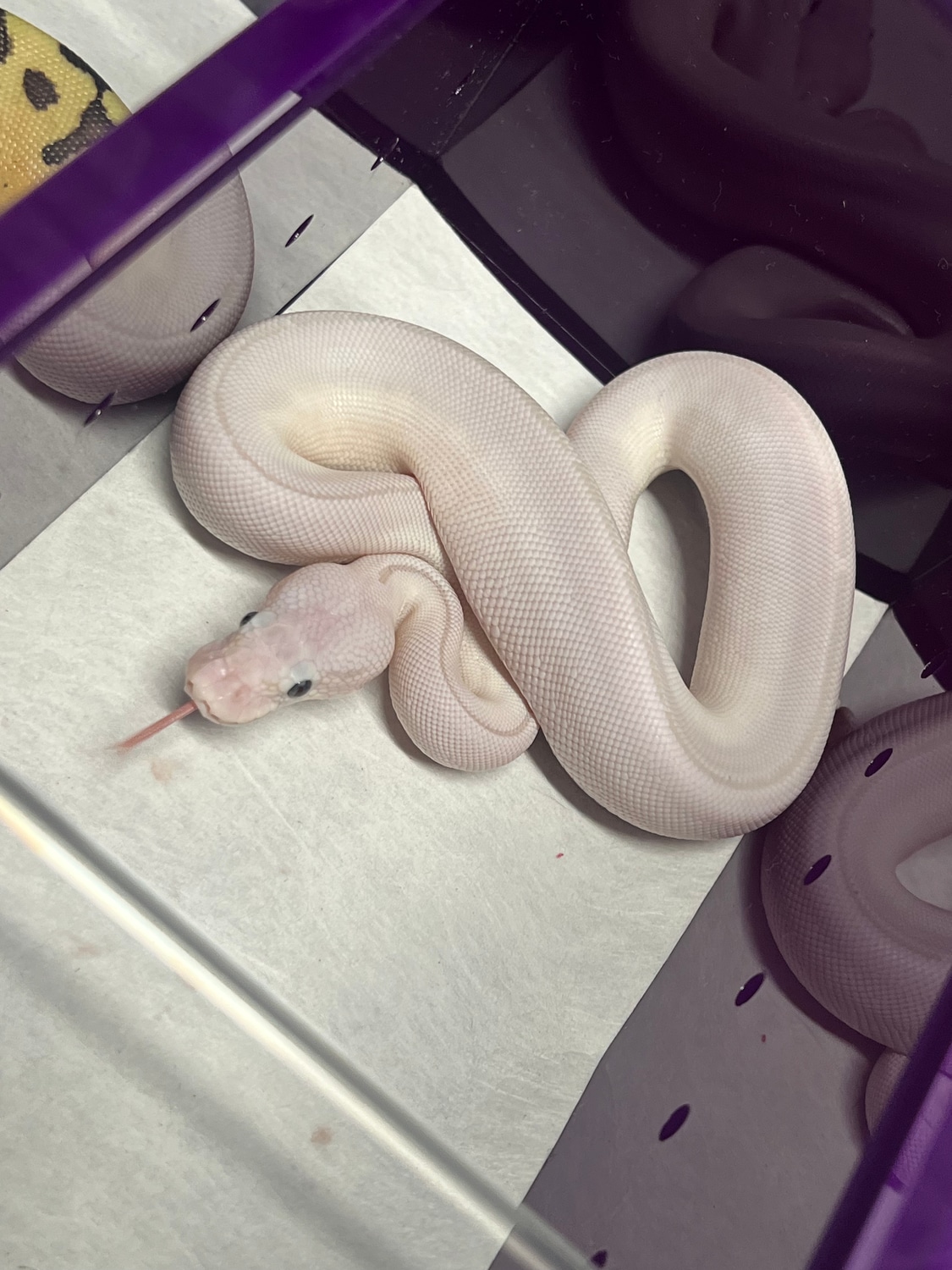 BEL Ball Python by Full Throttle Reptiles - MorphMarket