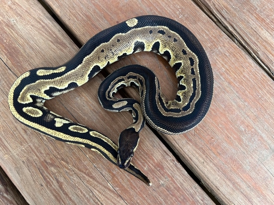 Tristripe 66% Het Pied Ball Python by Full Throttle Reptiles