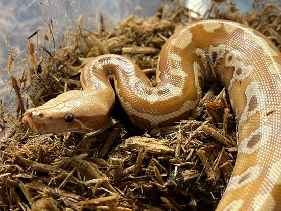 VPI T + Albino Blood Python by Full Throttle Reptiles