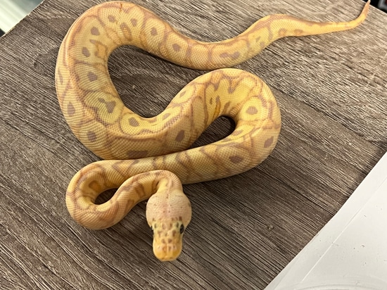 Spotnose Russo Pastel Banana Clown Ball Python by Full Throttle Reptiles