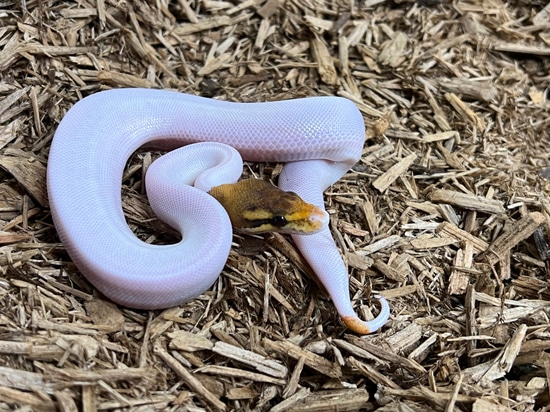 Cinnamon GeneX Pied Ball Python by Full Throttle Reptiles