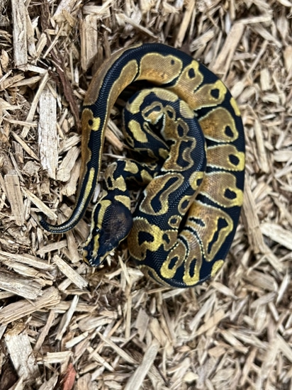 Jungle Woma Ball Python by Full Throttle Reptiles