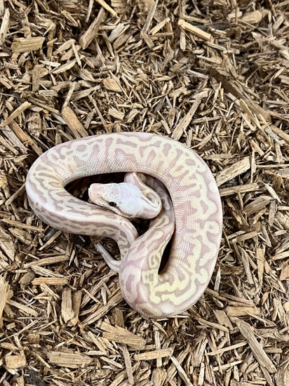 Banana Lesser Leopard Pastel Spotnose Het Clown Ball Python by Full ...