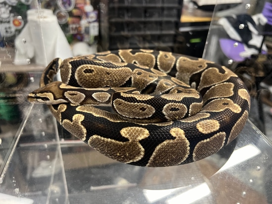 Lace Ball Python by Full Throttle Reptiles