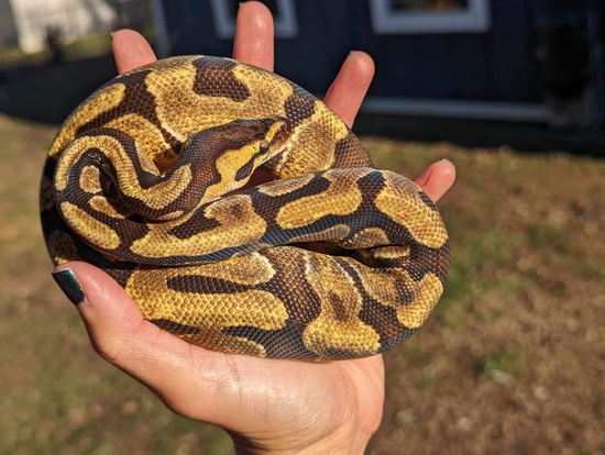 Orange Dream Enchi Ball Python by Full Throttle Reptiles