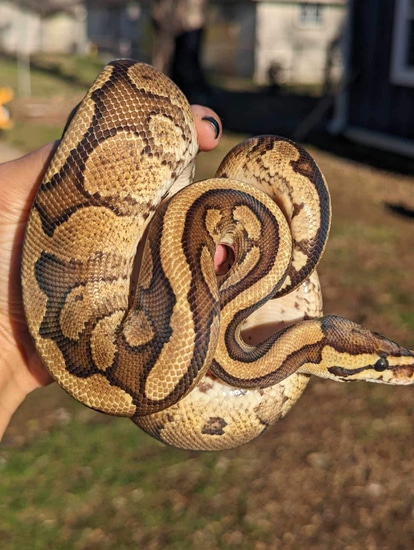 Fire Redstripe Ball Python by Full Throttle Reptiles