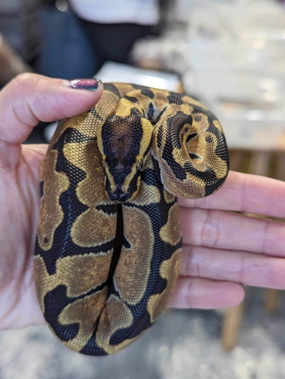 2024 Jungle Woma Ball Python by Full Throttle Reptiles