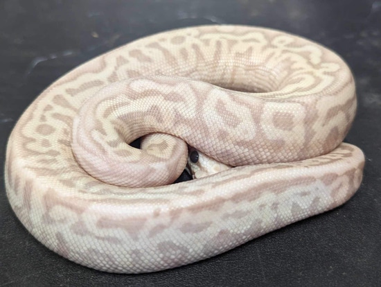 Pastel Lesser Leopard Banana Het Clown Ball Python by Full Throttle ...