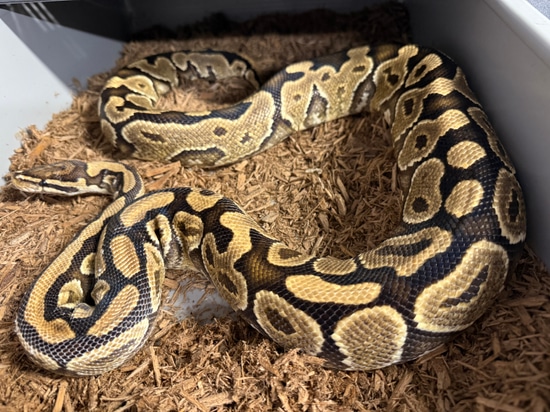 Special YellowBelly Ball Python by Full Throttle Reptiles