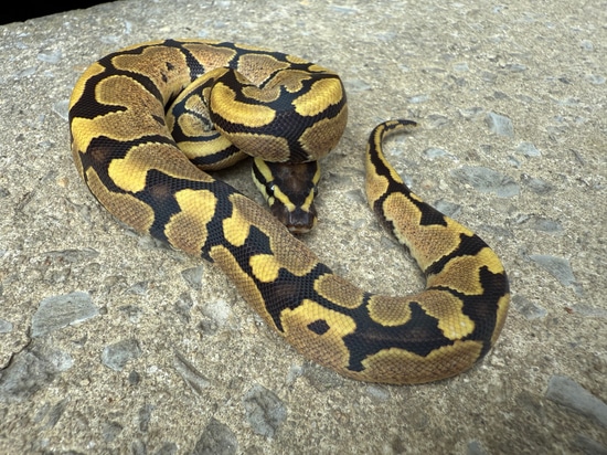 Fire Ball Python by Full Throttle Reptiles