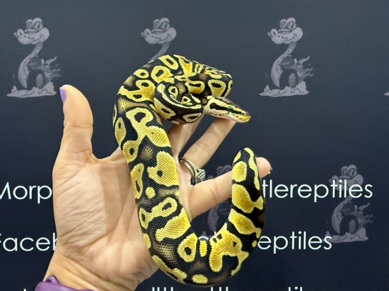 Pastel PH Monarch Clown Female Ball Python by Full Throttle Reptiles