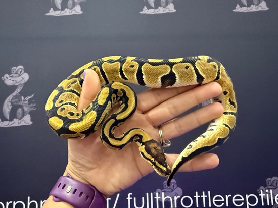 Ph Monarch Pied Ball Python by Full Throttle Reptiles