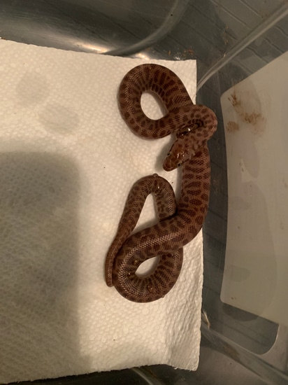 Children’s Python Children's Python by Phil’s pythons