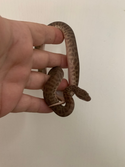 2023 Male Children's Python by Phil’s pythons