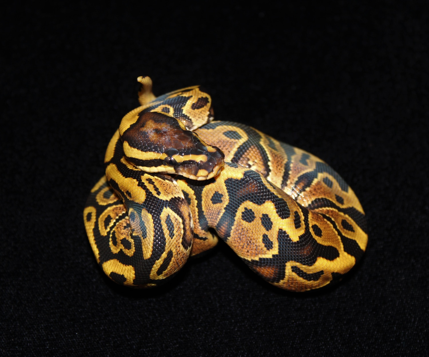 Chocolate Yellow Belly, 50% Het Albino Ball Python by Funkytown Exotics ...