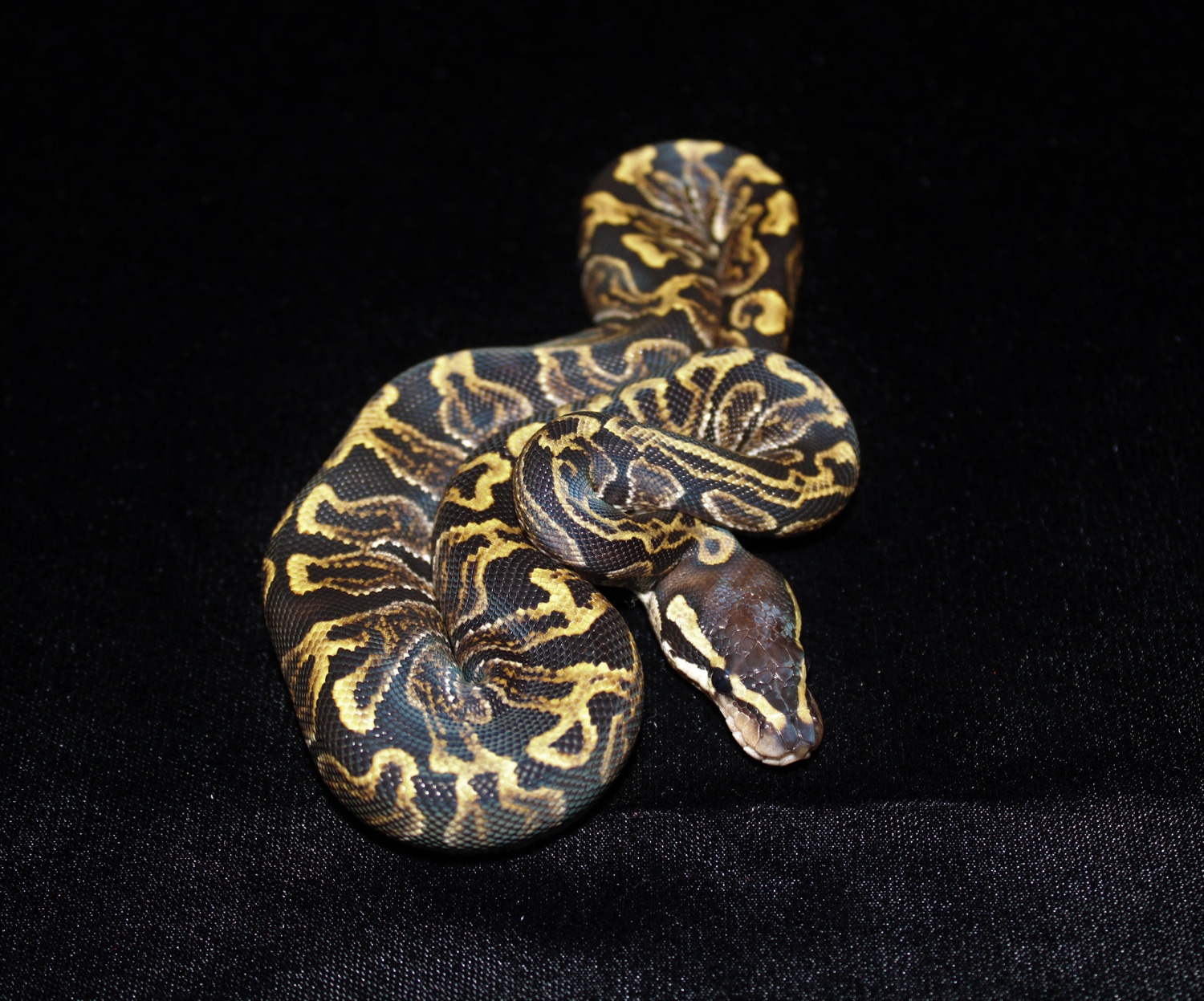 GHI, 50% Het Albino Ball Python by Funkytown Exotics - MorphMarket