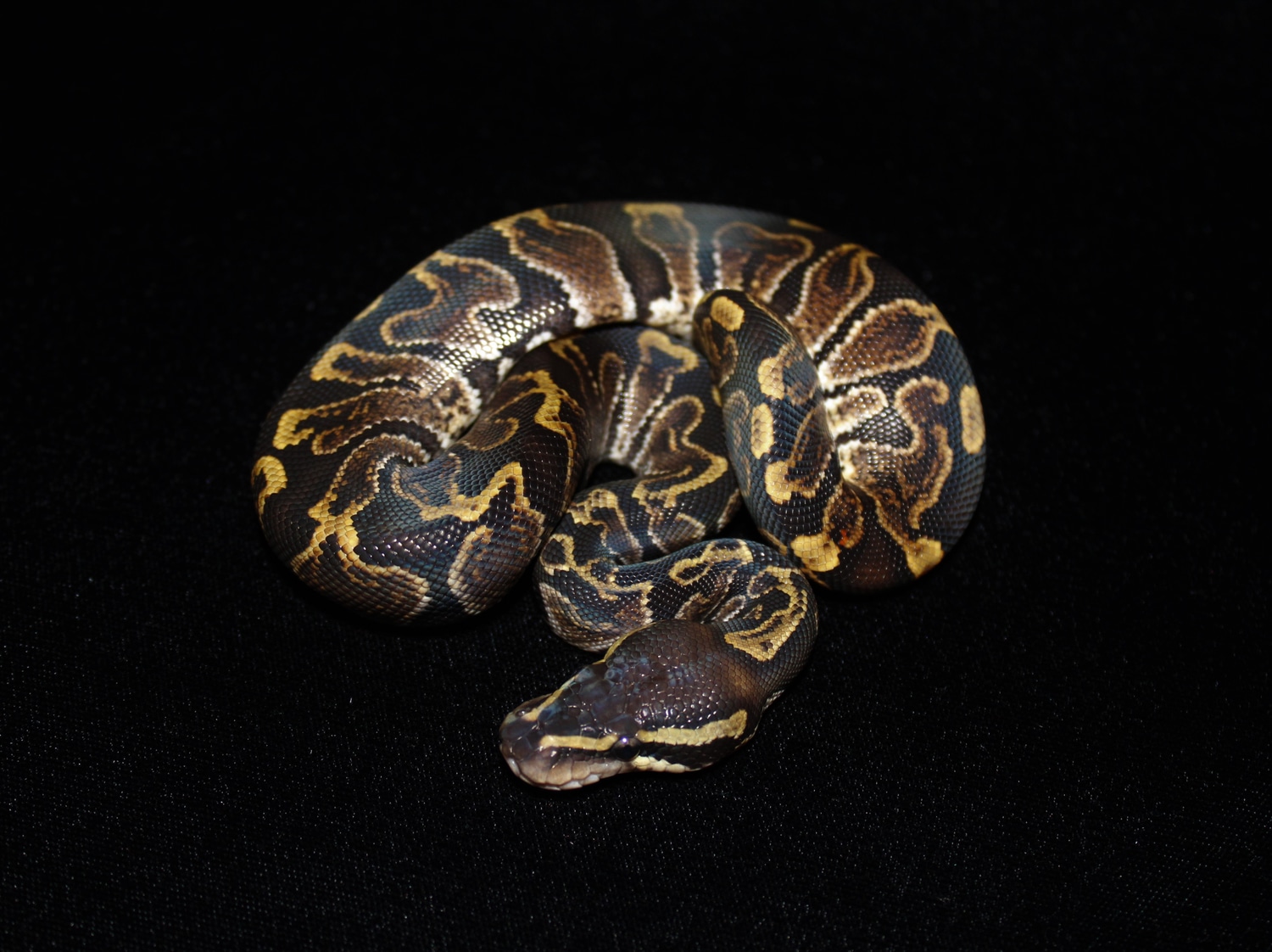 GHI Chocolate, 50% Het Albino Ball Python by Funkytown Exotics ...