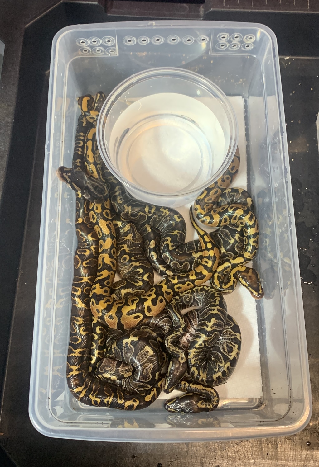 Ball Python Clutch: 22-2 by Funkytown Exotics - MorphMarket
