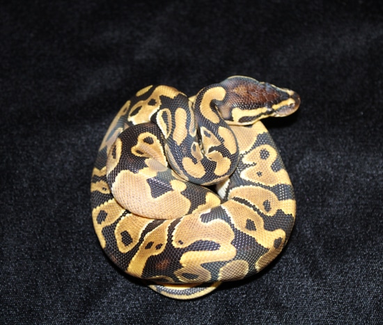 Blade 100% Het Axanthic (VPI) 100% Het Clown Ball Python by Funkytown ...