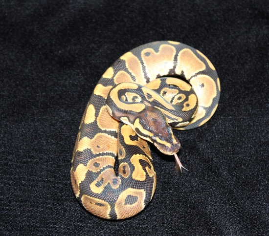 Blade 100% Het Axanthic (VPI) 100% Het Clown Ball Python by Funkytown ...